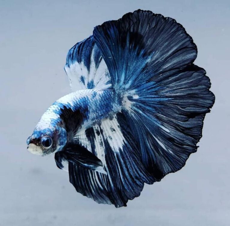 Halfmoon Betta Fish: Types & Care - The Aquarium Life