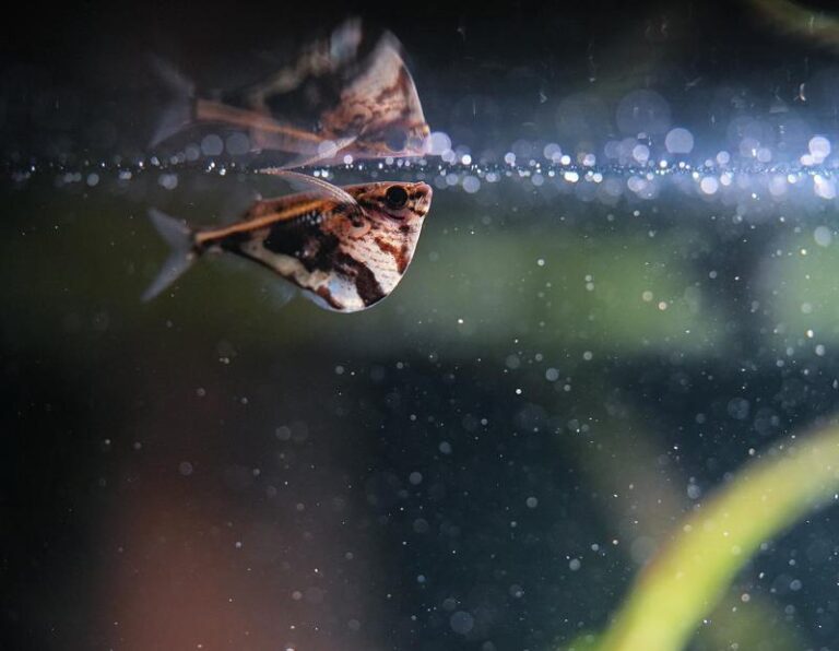 30 Coolest Freshwater Fish For Your Aquarium