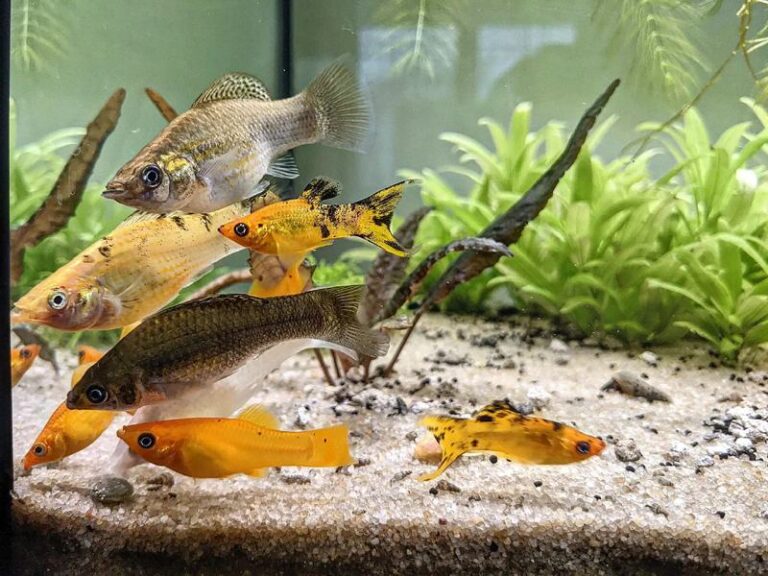 20 Types of Tropical Fish for Your Aquarium