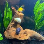 Can Snails Live with Bettas? (Yes & Top 5 Species)