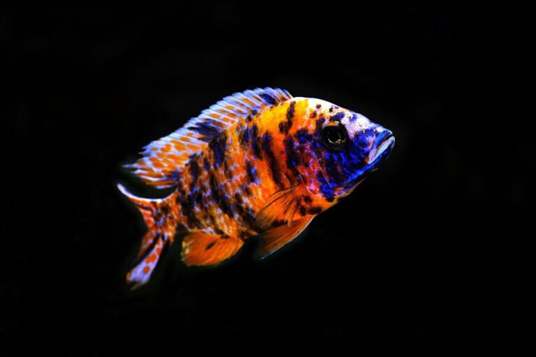 African Peacock Cichlids Types Tank Mates And More