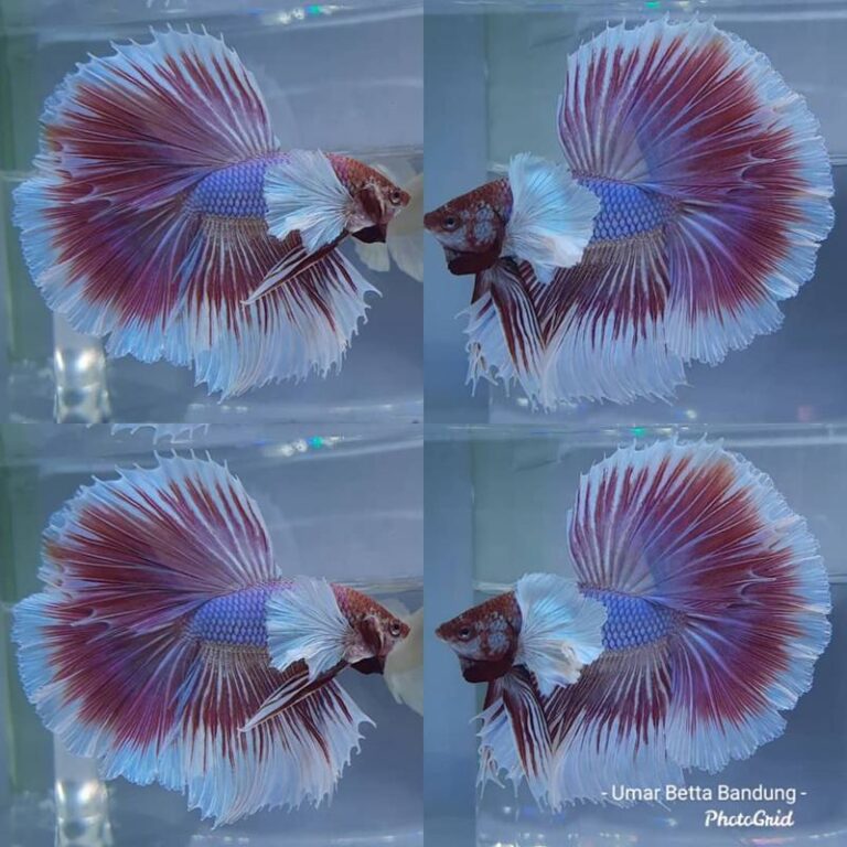 Halfmoon Betta Fish: Types & Care - The Aquarium Life