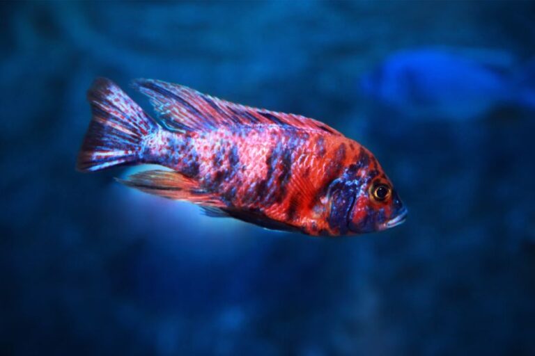 African Peacock Cichlids: Types, Tank Mates, & More
