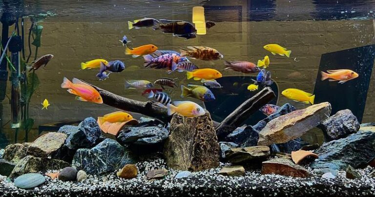 African Peacock Cichlids: Types, Tank Mates, & More