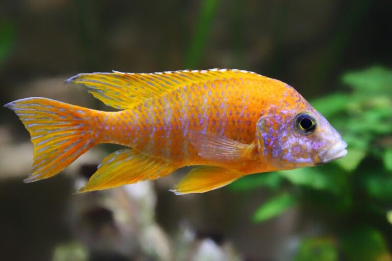 African Peacock Cichlids: Types, Tank Mates, & More