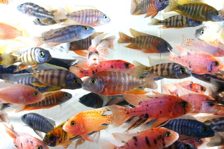 African Peacock Cichlids: Types, Tank Mates, & More