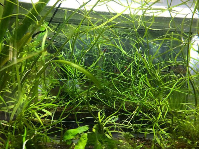 13 Best Plants for Betta Fish Tanks - The Aquarium Life