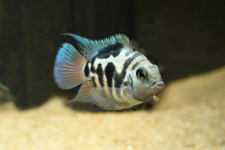 Polar Blue Parrot Cichlid: Size, Tank Mates, & Care
