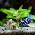 Polar Blue Parrot Cichlid: Size, Tank Mates, & Care