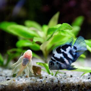 Polar Blue Parrot Cichlid: Size, Tank Mates, & Care