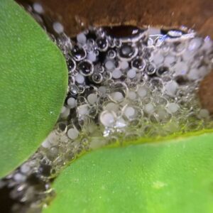 Betta Bubble Nest: Everything You Need to Know - The Aquarium Life