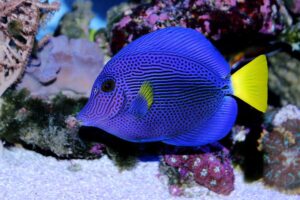 13 Most Popular & Beautiful Tang Fish Types
