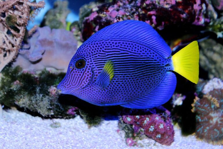 13 Most Popular & Beautiful Tang Fish Types