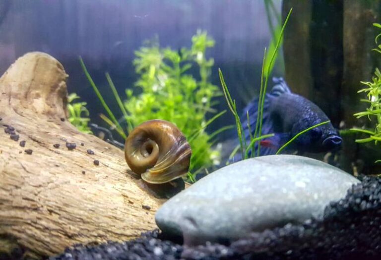 Can Snails Live with Bettas? (Yes & Top 5 Species)