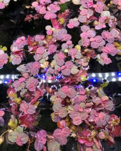 11 Best Floating Aquarium Plants: Authentic & Rooted