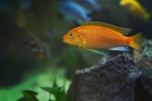 Red Zebra Cichlid Care: All You Need To Know
