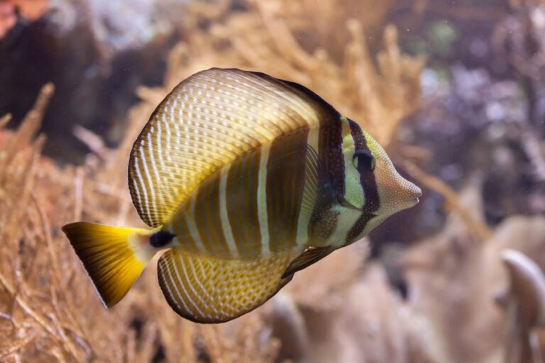 13 Most Popular & Beautiful Tang Fish Types