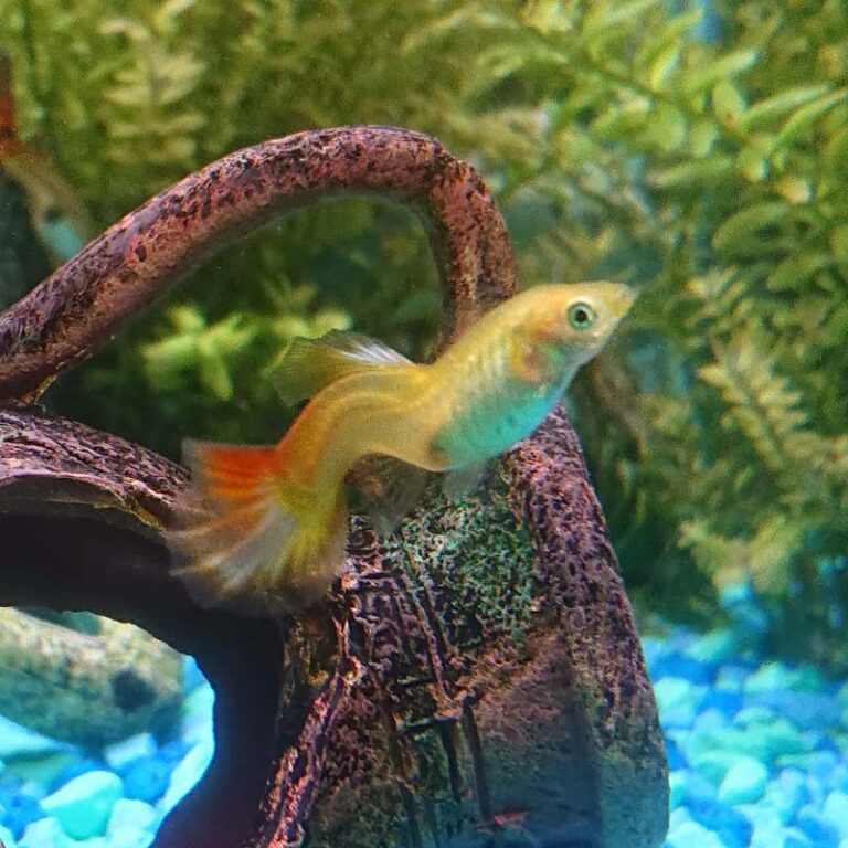 18 Common Guppy Diseases: Reasons & Treatments