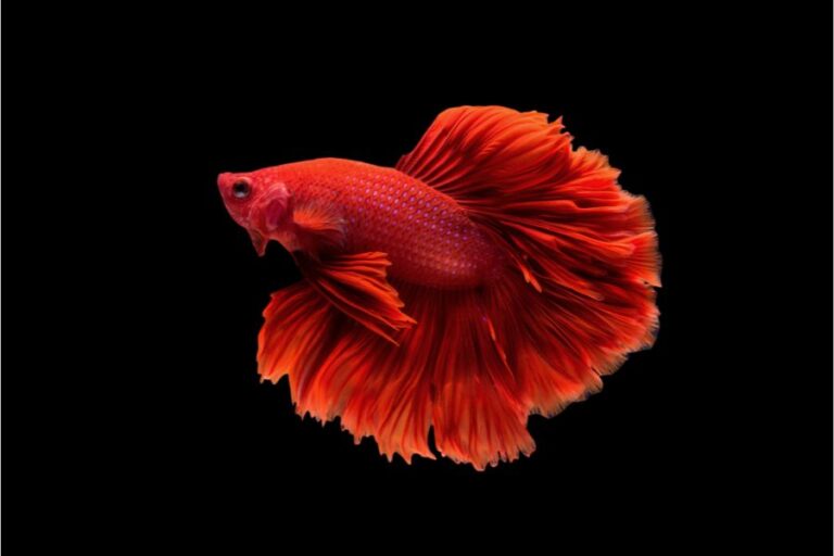 Halfmoon Betta Fish: Types & Care - The Aquarium Life