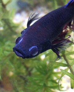 Popeye Fish Disease: Causes, Symptoms & Treatment