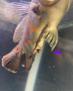 Camallanus Worms in Fish: Symptoms & Treatment - The Aquarium Life