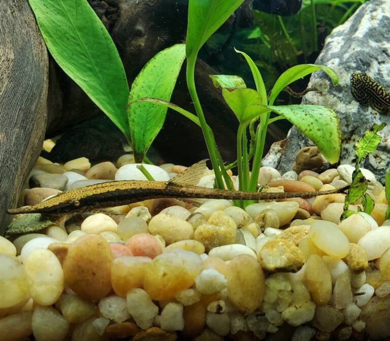 Top 15 Aquarium Catfish Types: Which is Best For You?