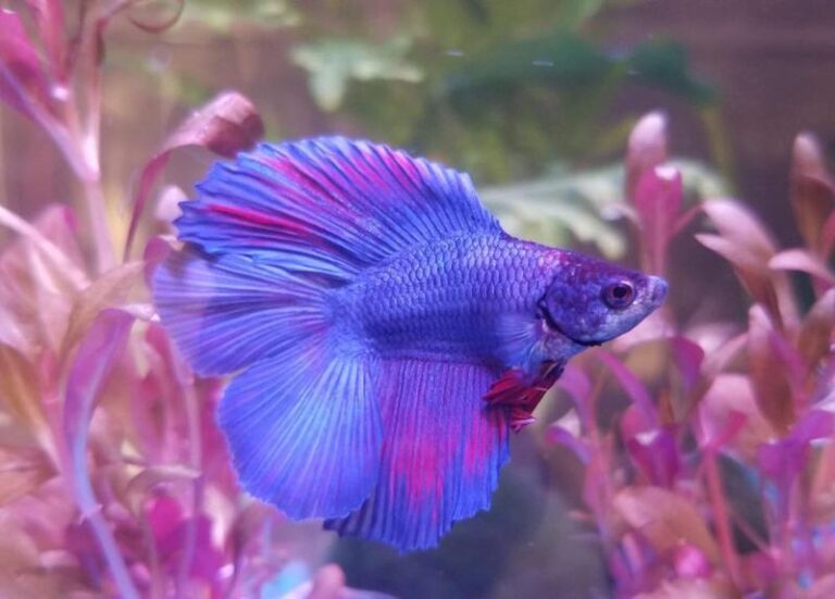 Halfmoon Betta Fish: Types & Care - The Aquarium Life