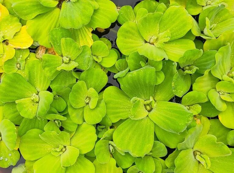 16 Best Aquarium Plants to Reduce Nitrates