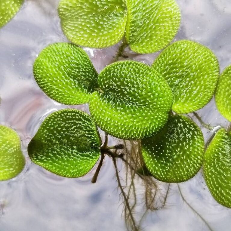 11 Best Floating Aquarium Plants: Authentic & Rooted