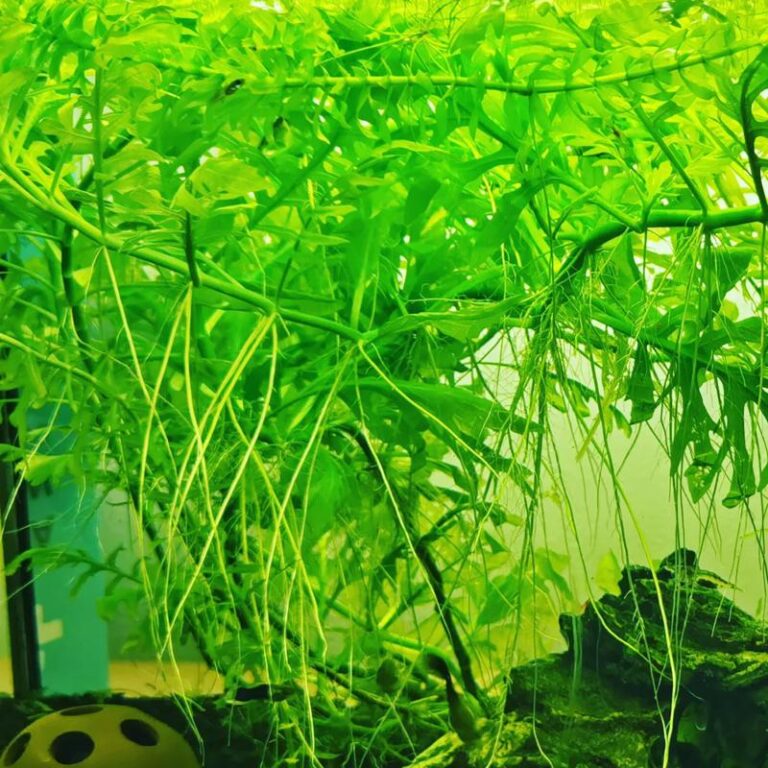 11 Best Floating Aquarium Plants: Authentic & Rooted