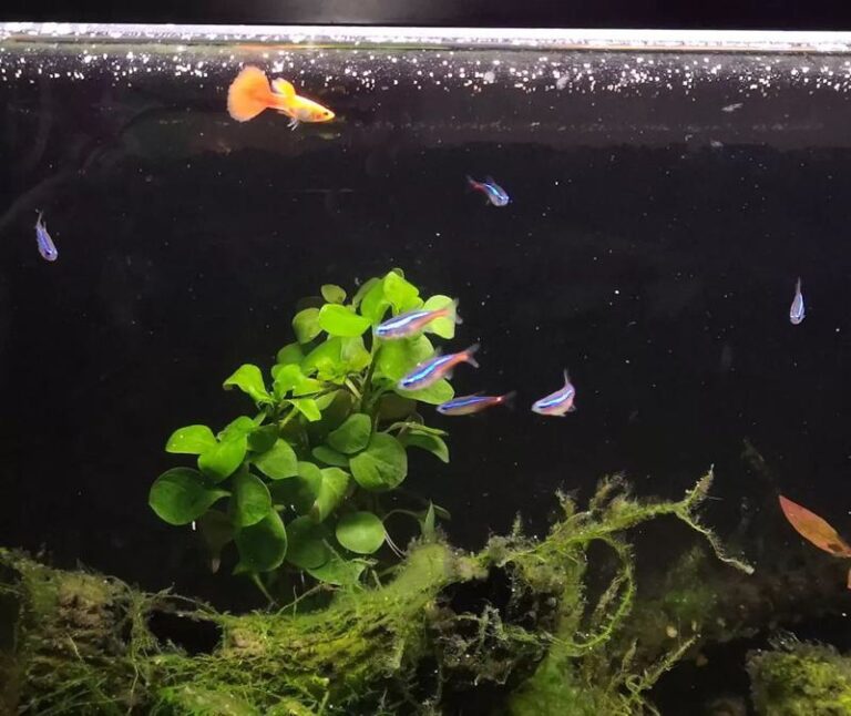 How to Make Guppies and Tetras Thrive Together?