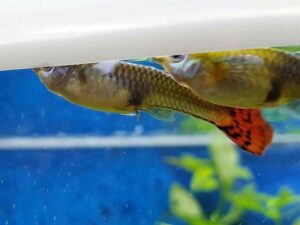 Camallanus Worms in Fish: Symptoms & Treatment - The Aquarium Life