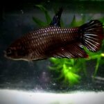 Stressed Betta Fish: Causes, Signs & How To Help