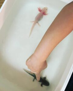 Can You Hold or Touch an Axolotl? - The Aquarium Life