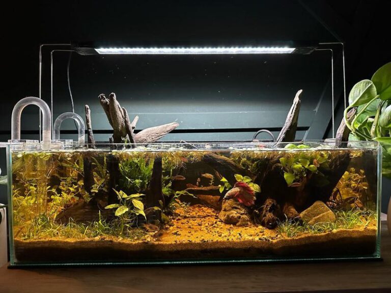 Do Betta Fish Need Light? How Much Do They Need?