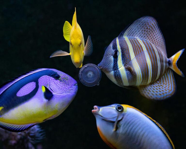 13 Most Popular & Beautiful Tang Fish Types