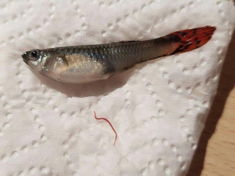 Camallanus Worms in Fish: Symptoms & Treatment - The Aquarium Life