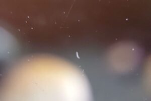 3 Types of Tiny White Worms in Aquarium - The Aquarium Life