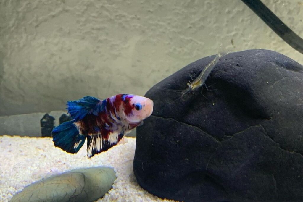 Can Shrimp Live with Betta? (Yes & Care Guide)