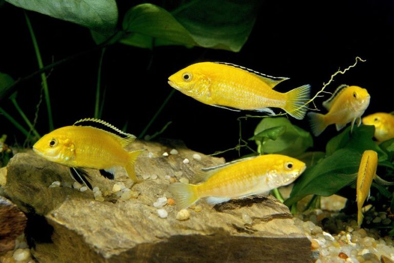 Yellow Lab Cichlid Size Gender Tank Mates And More 3422