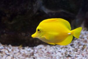 13 Most Popular & Beautiful Tang Fish Types