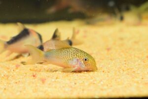 Top 15 Aquarium Catfish Types: Which is Best For You?
