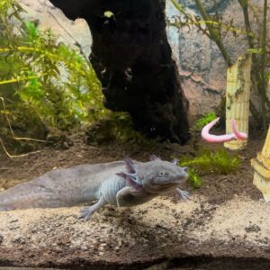What Do Axolotls Eat? (Top 8 Nutritious Food) - The Aquarium Life