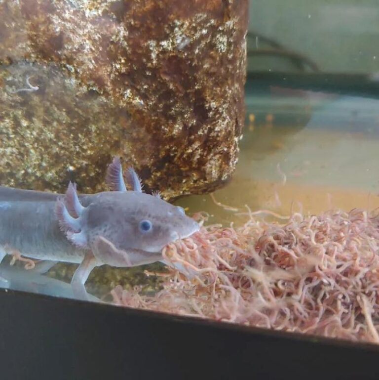 What Do Axolotls Eat? (Top 8 Nutritious Food) - The Aquarium Life