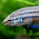 Stressed Betta Fish: Causes, Signs & How To Help