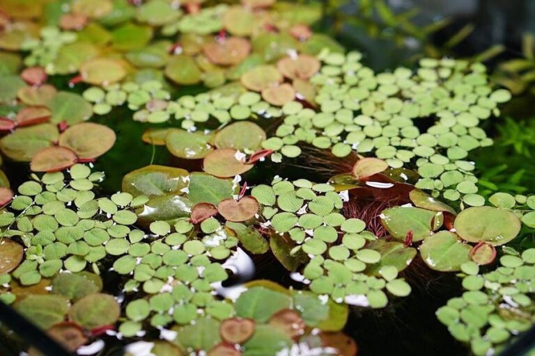 11 Best Floating Aquarium Plants: Authentic & Rooted
