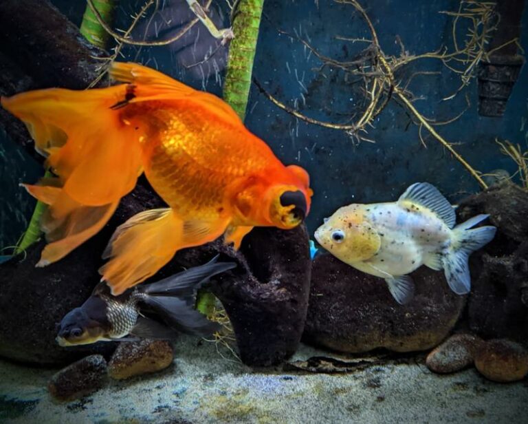 Goldfish Turning Black: 5 Causes & Treatment