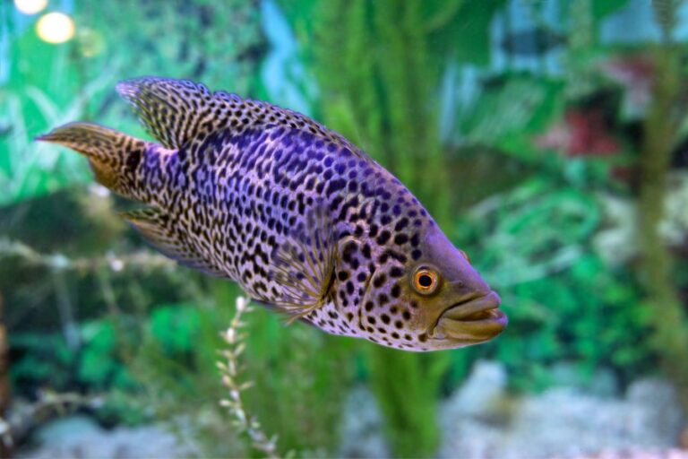 10 Most Aggressive Aquarium Fish & How To Deal With It