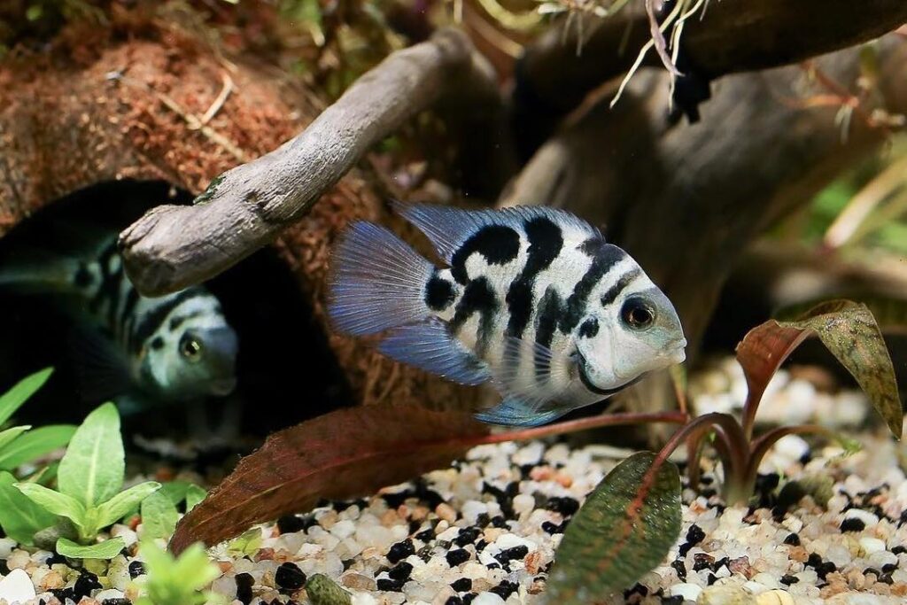 Polar Blue Parrot Cichlid: Size, Tank Mates, & Care
