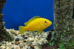 Yellow Lab Cichlid: Size, Gender, Tank Mates & More